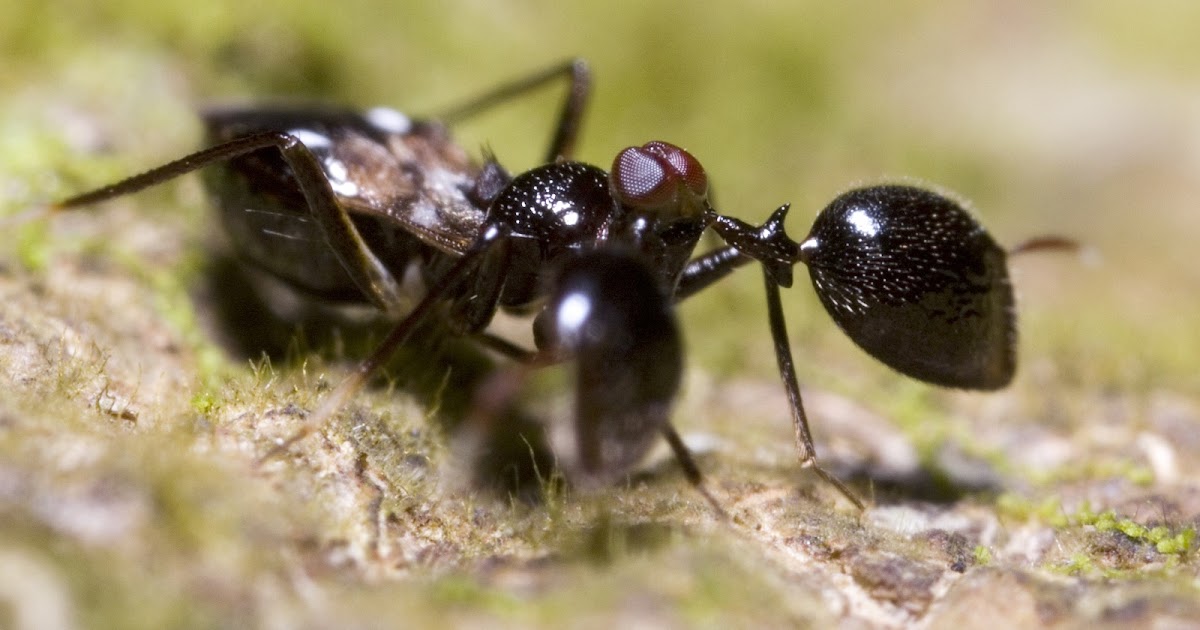 Real Monstrosities: Bug-eyed Bug