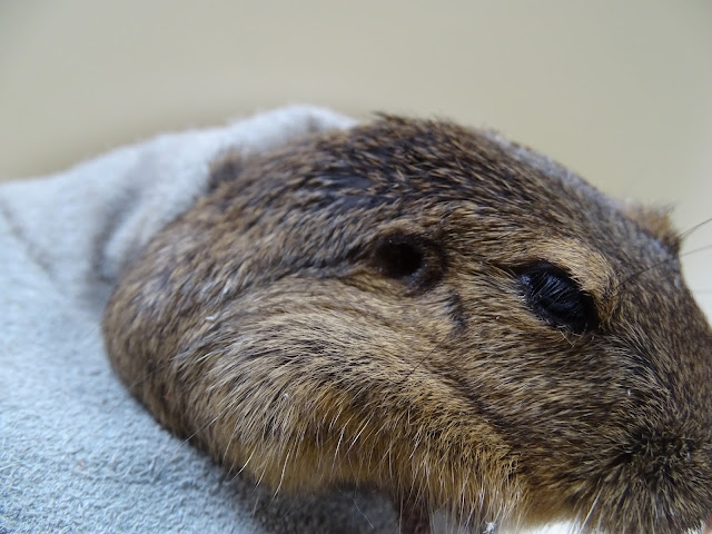 Naturalista Irreverente de Tehuacán: TUZA