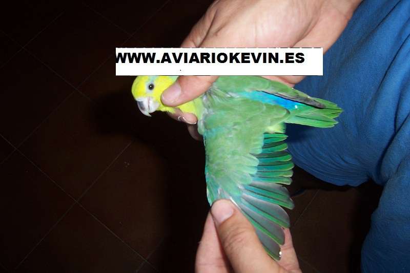 Aviario Kevin: FORPUS XANTHOPS
