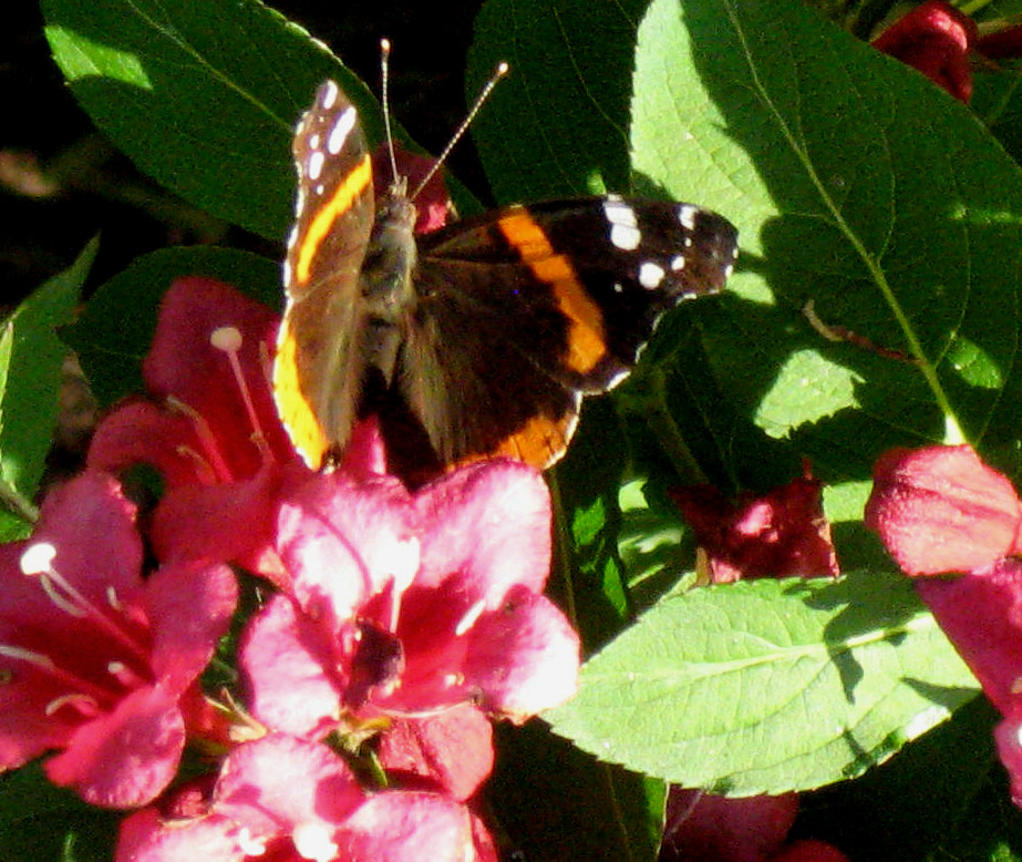 Moonbeams & Fireflies: Garden