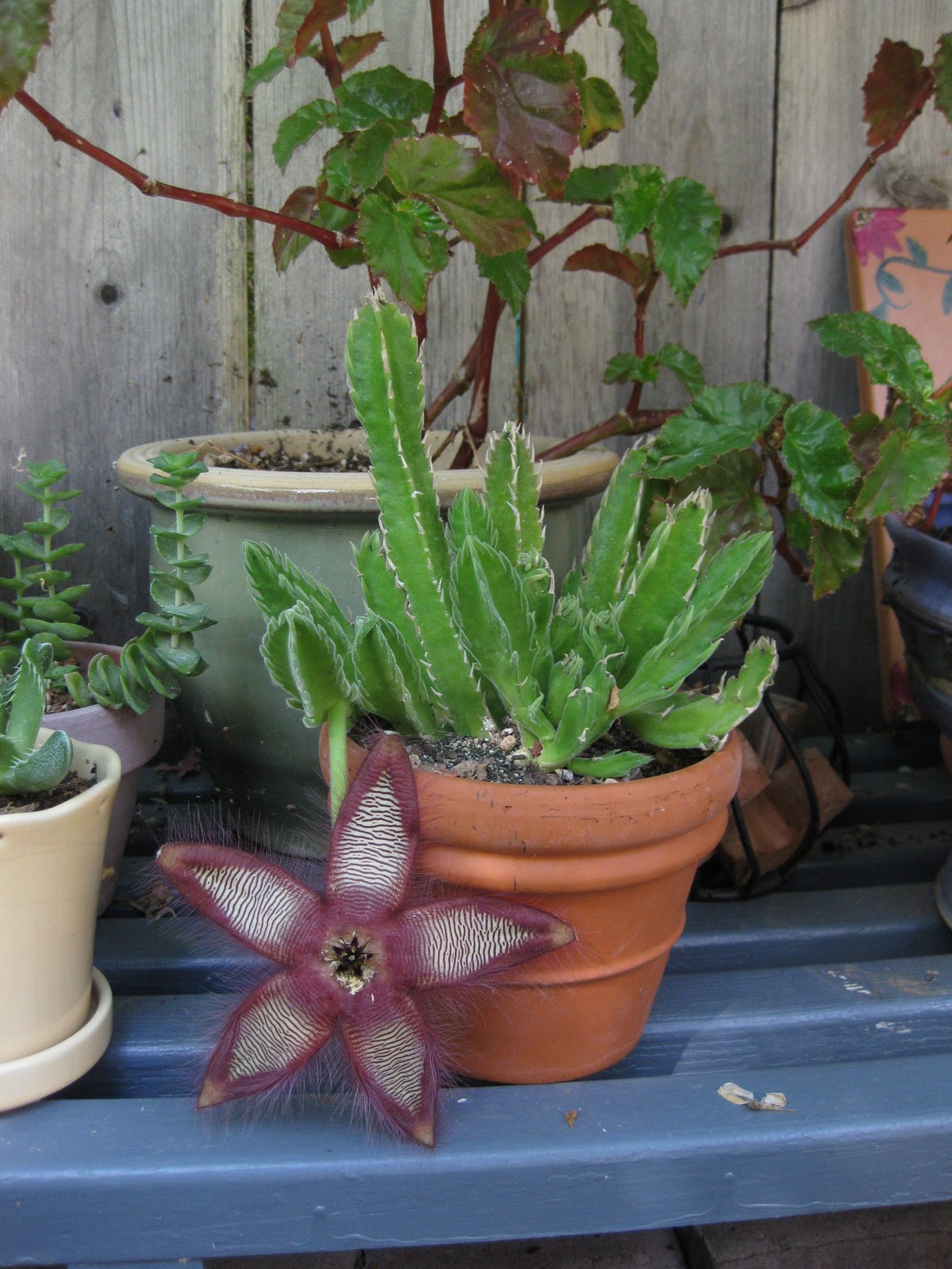 Growing A Garden In Davis: Stapelia gettliffei Blooms