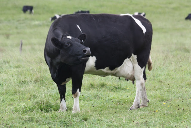 Investment opportunities in livestock Industry in Tanzania