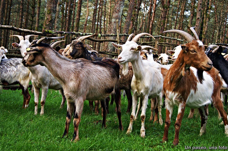 Un paseo,una foto: XXVII Feira do poldro e gando de monte. Muras (Lugo)