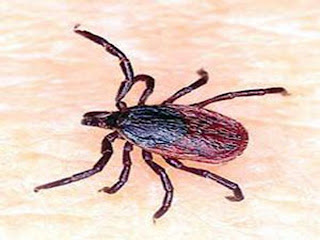 Stratejik düşünce - Yeni güç Türkiye: KENE - KENELER - KENE TÜRLERİ