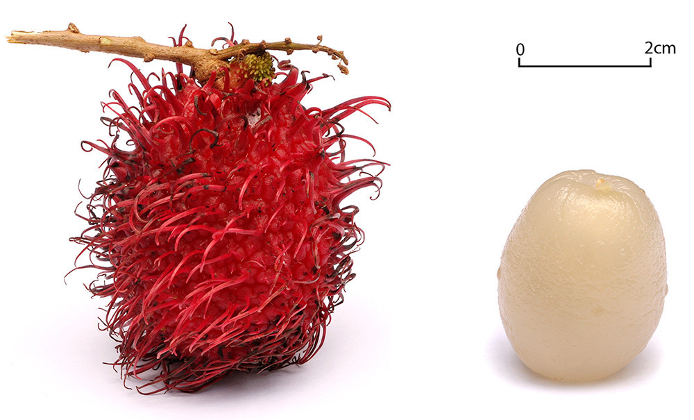 The Queen's Table: What's That? Rambutan