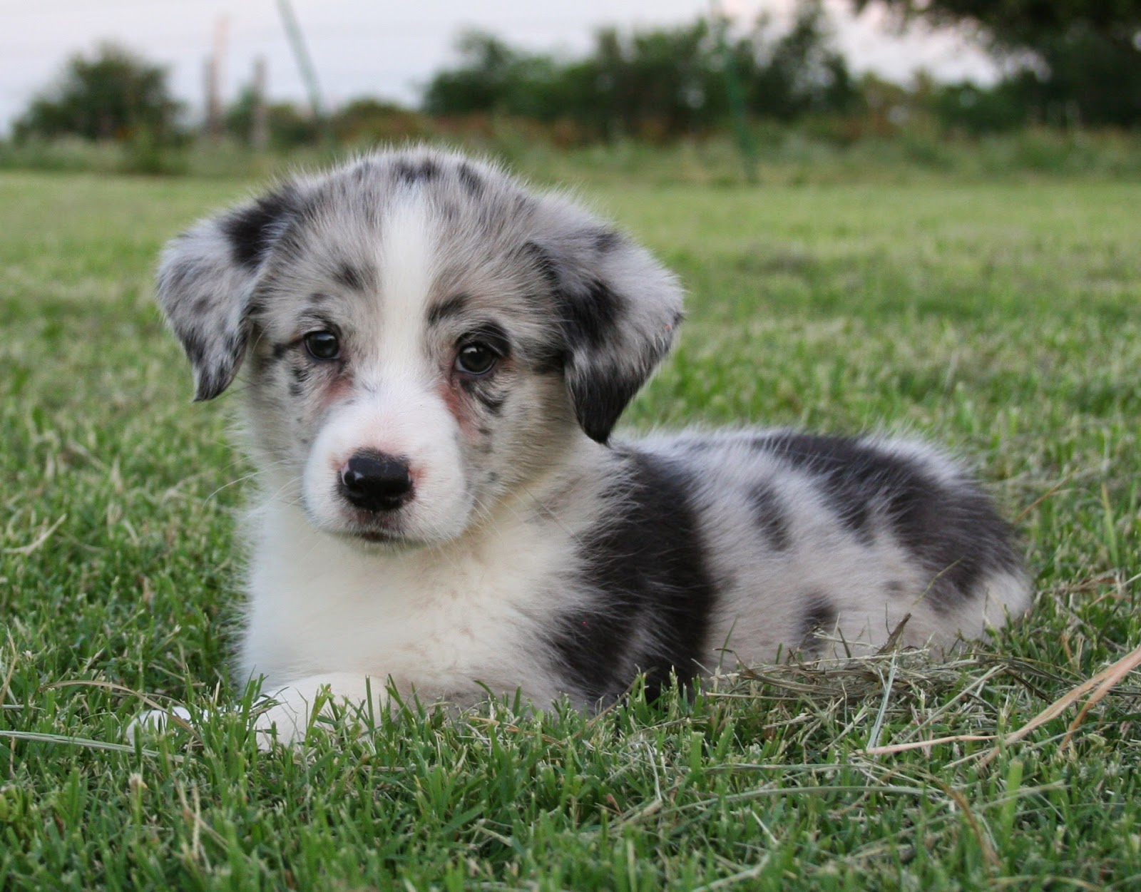 Sadie Bug's Pembroke Welsh Corgi Puppies: Auggie Puppies!!!