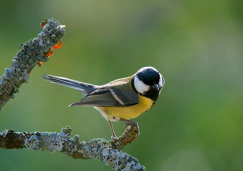 Variety of Life: Parus