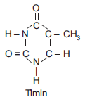 Struktur DNA (Deoxyribonucleic Acid = Asam Deoksiribo Nukleat)