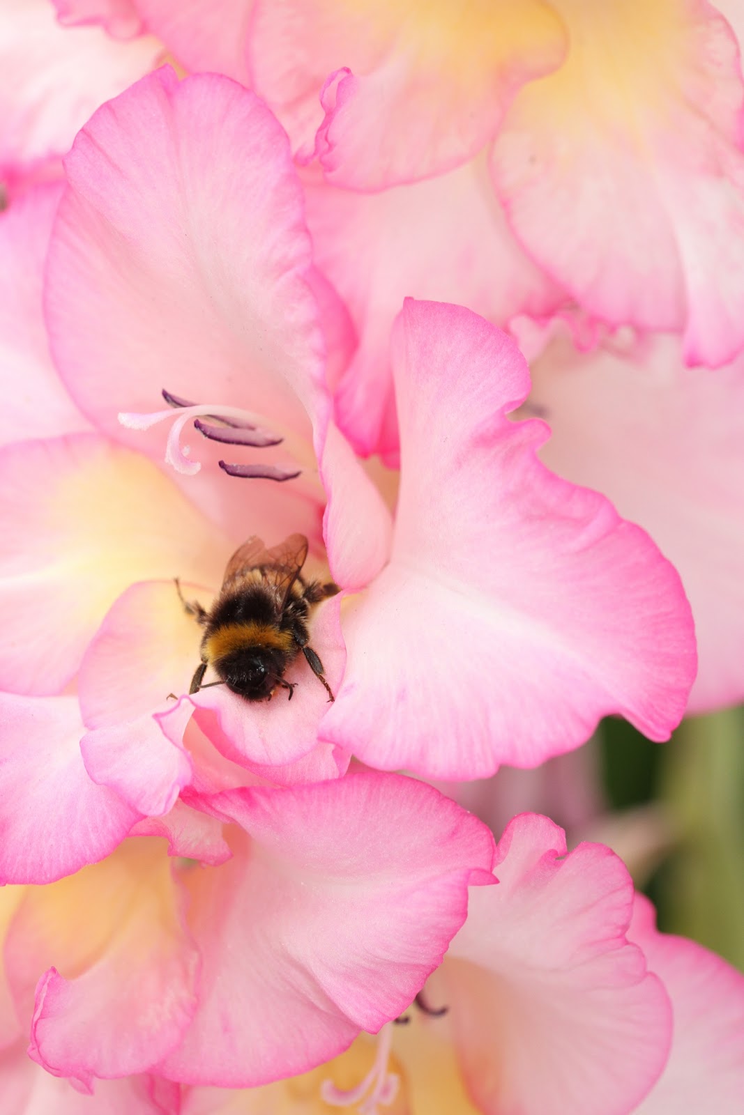 Aligorith's Lair: Sleeping on the Job - Bumblebee Close Ups