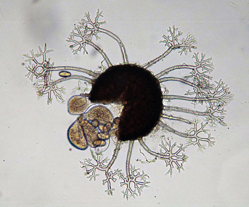 Variety of Life: Erysiphaceae