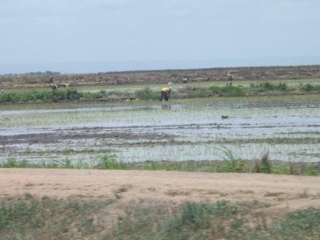 My Journey: Kapunga -- The rice farm