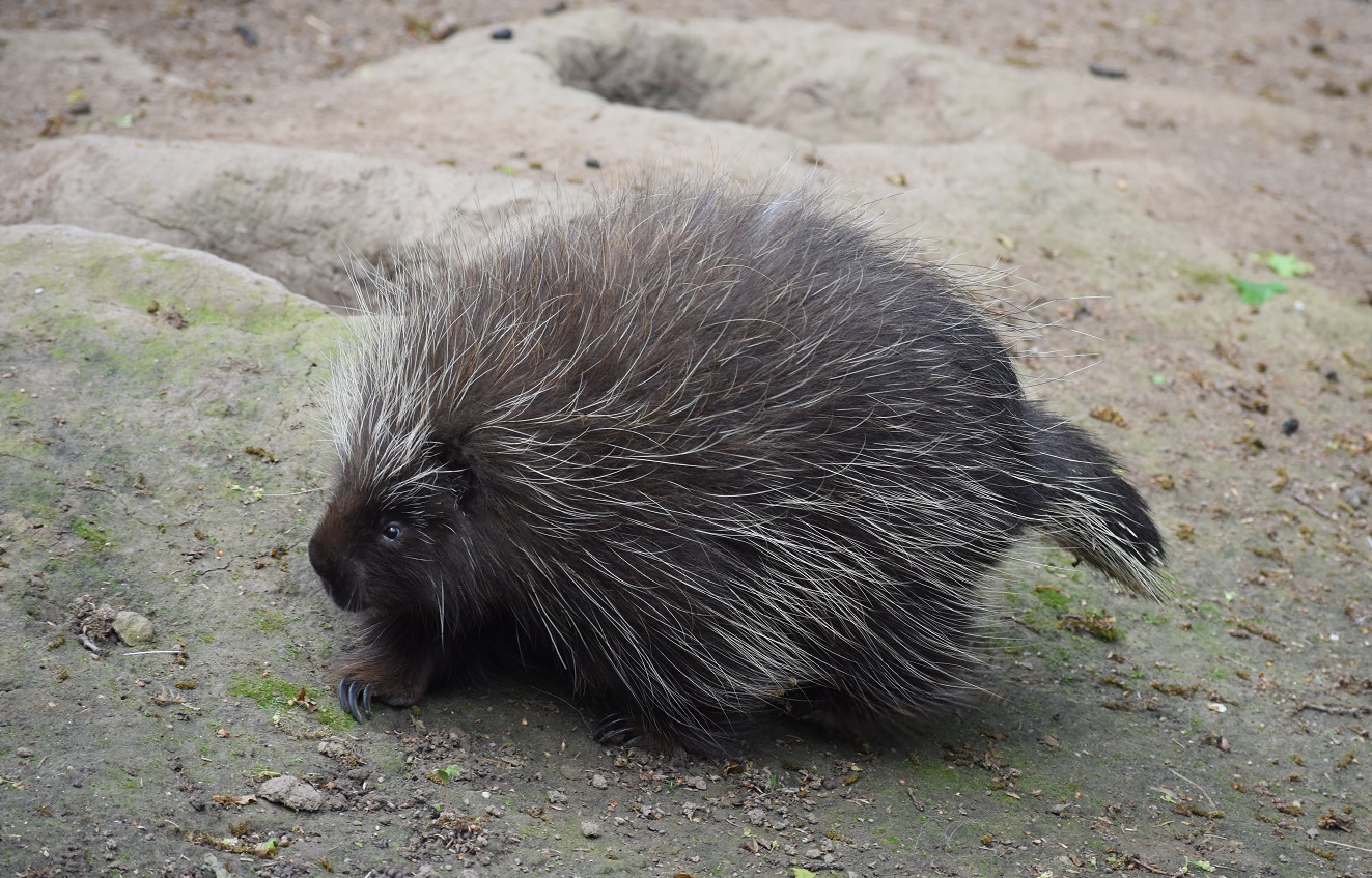 ZOOTOGRAFIANDO (6.100 ANIMALS): URSÓN / NORTH AMERICAN PORCUPINE ...