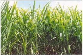 Estágio no Sítio dos Herdeiros: O capim elefante (Pennisetum purpureum ...