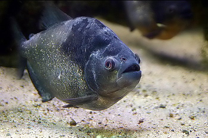 10 Terrifying Animals You’re Glad Are Extinct - Celebrity1st