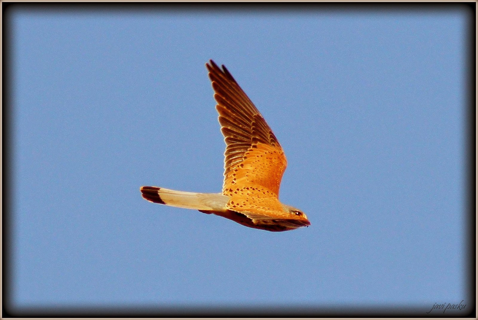 Menorca salvaje: Xoric - Cernícalo Vulgar