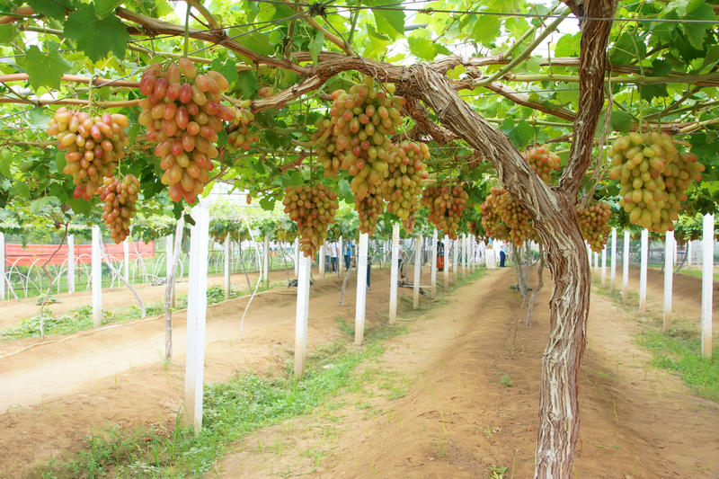 Cultivation practices of Grape or Package practice of Grape