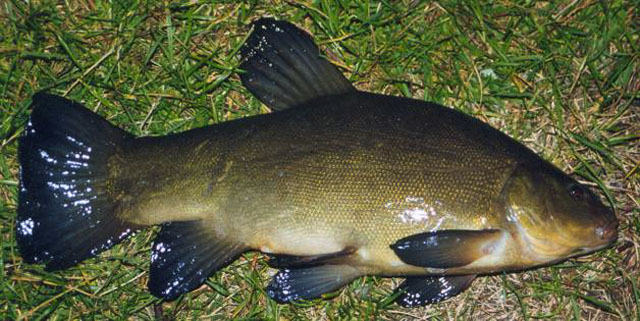 Artes de Pesca: VAMOS A PESCAR TENCA