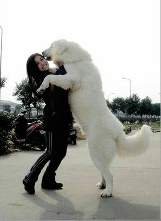 Beautiful Wight dogs