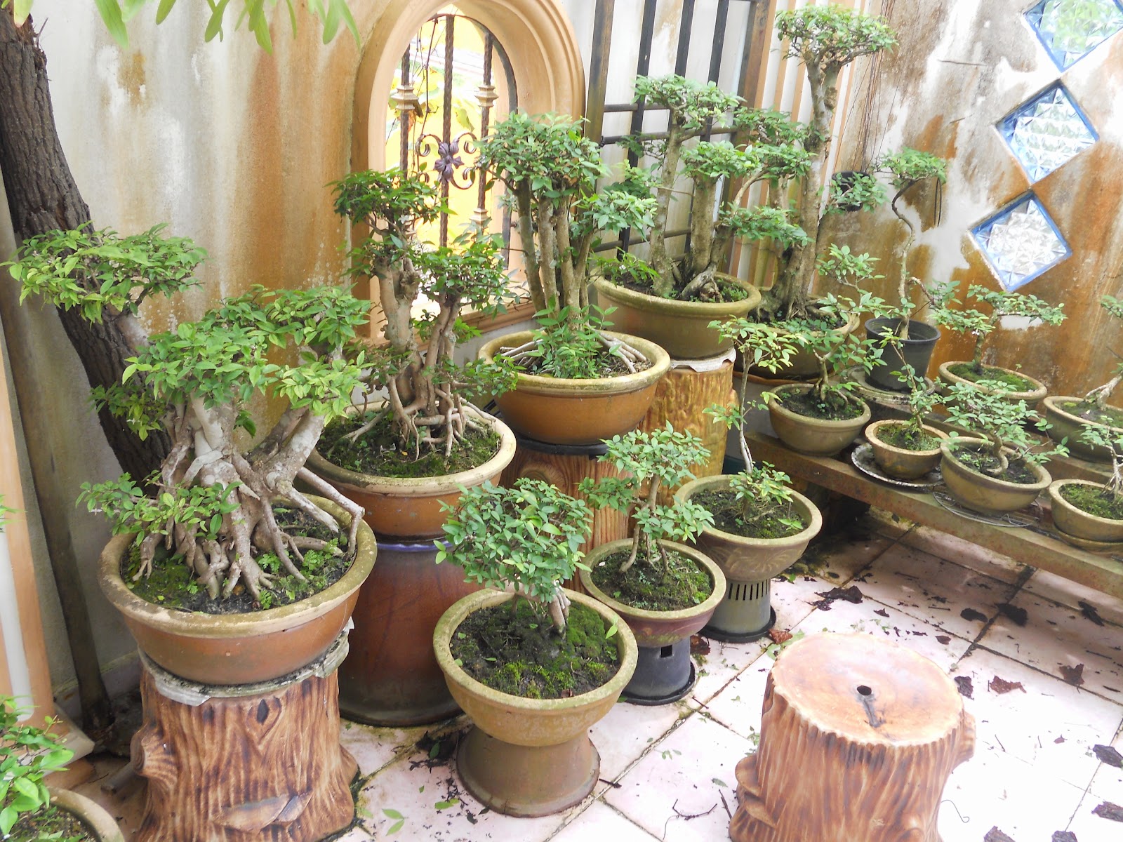 *: Keunikan BONSAI, kreativiti pemiliknya