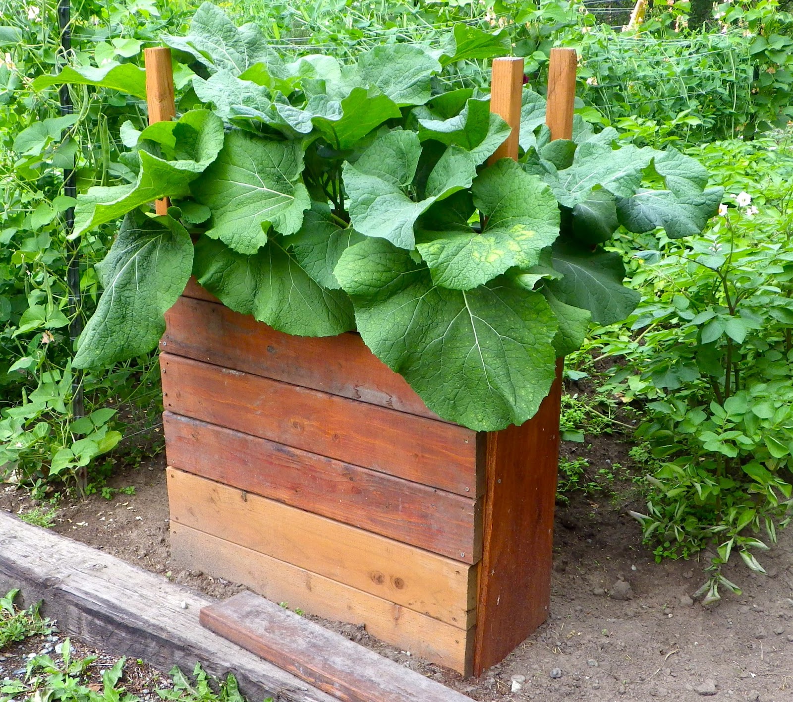 Progressive Alaska: Catching Up on the 2013 Vegetable Gardens