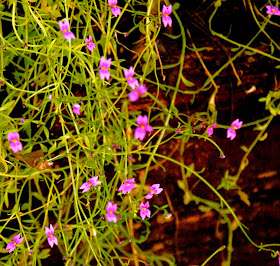 A Parenting Life: Flowers for Miss Cinders