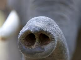 Estudo dos Animais: ANIMAIS-ELEFANTE ASIÁTICO