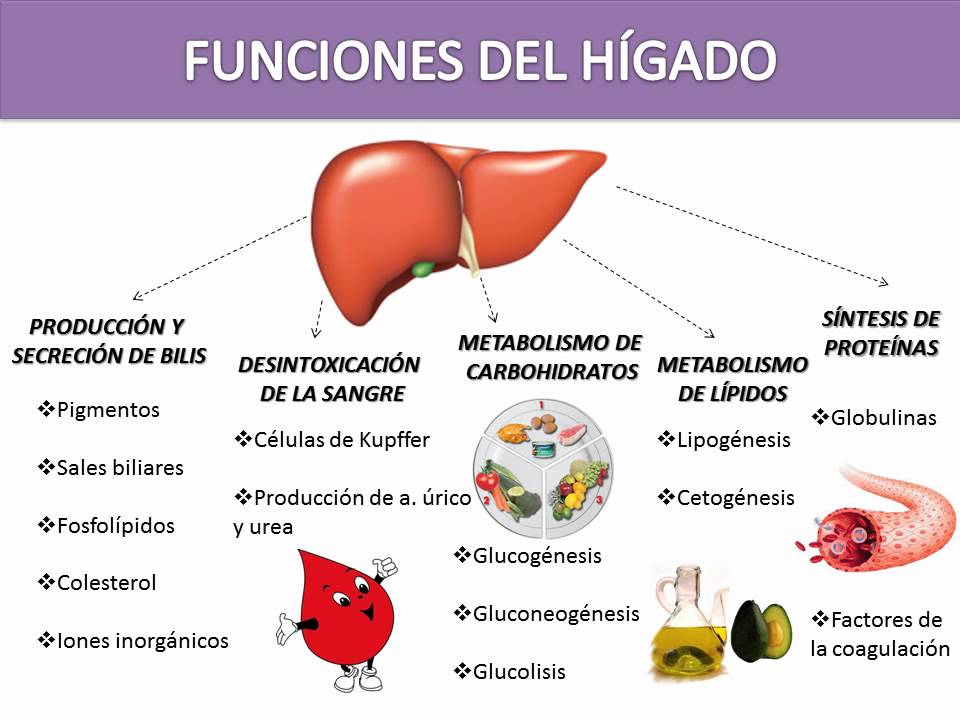 EL HÍGADO UN ÓRGANO IMPORTANTE