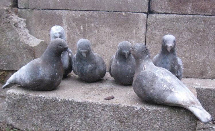 Julie Branch: Pigeons