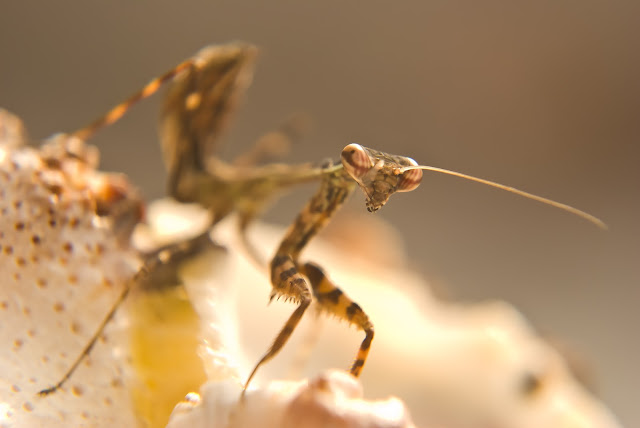 Parasphendale Agrionina, Affinis (Bud wing mantis)