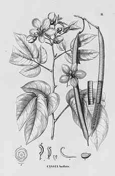 Flora de Puerto Rico Ilustrada Papo Vives: CAESALPINEA SENNA BACILLARIS ...
