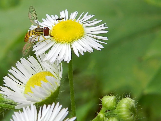 World Peace Wetland Prairie: Diversity of insects using peace-circle ...