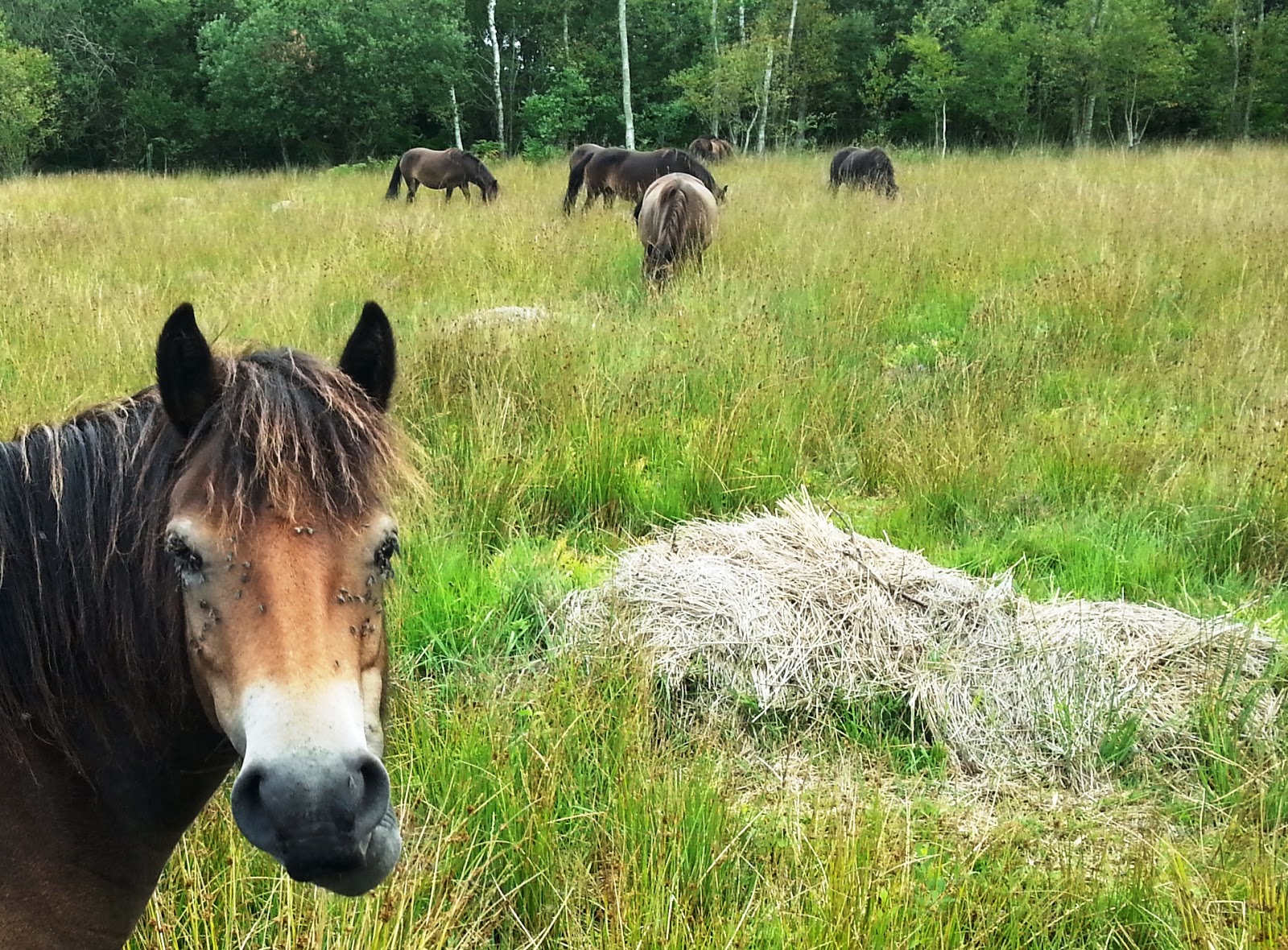 Wading Through Treacle: Westhay Moor and Nature Reserve
