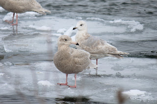 Wildlife Photography and Experiences with Brennan: Gulls... Gulls ...