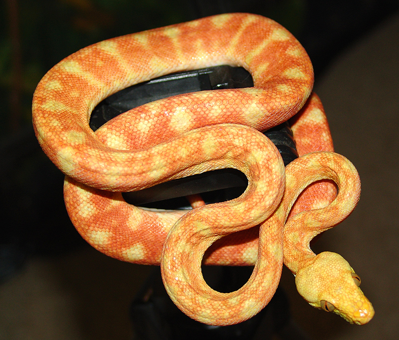 Most Amazing: Emerald Tree Boa Most Beautiful Snake