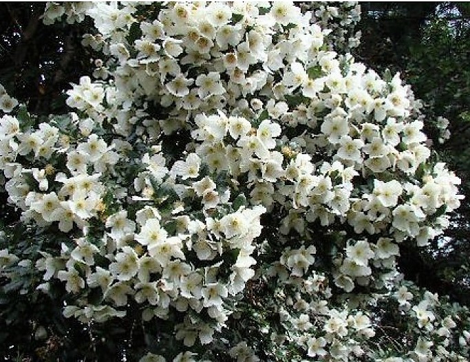HOW TO GROW EUCRYPHIA X NYMANSENSIS 'Nymansay' |The Garden of Eaden