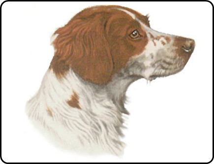 Epagneul Breton Blog: Estándar de Raza Perro Spaniel Breton Oficial FCI