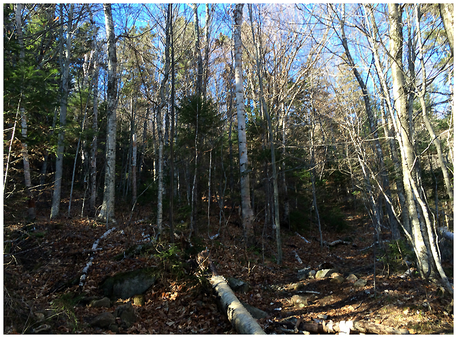 Hiking in the White Mountains: Livermore Pass and the Old Town of ...