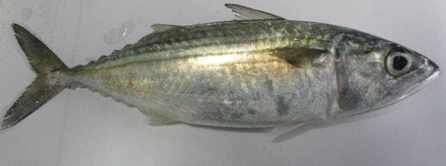 Klasifikasi Dan Morfologi Ikan Kembung | IKAN DAN LAUT