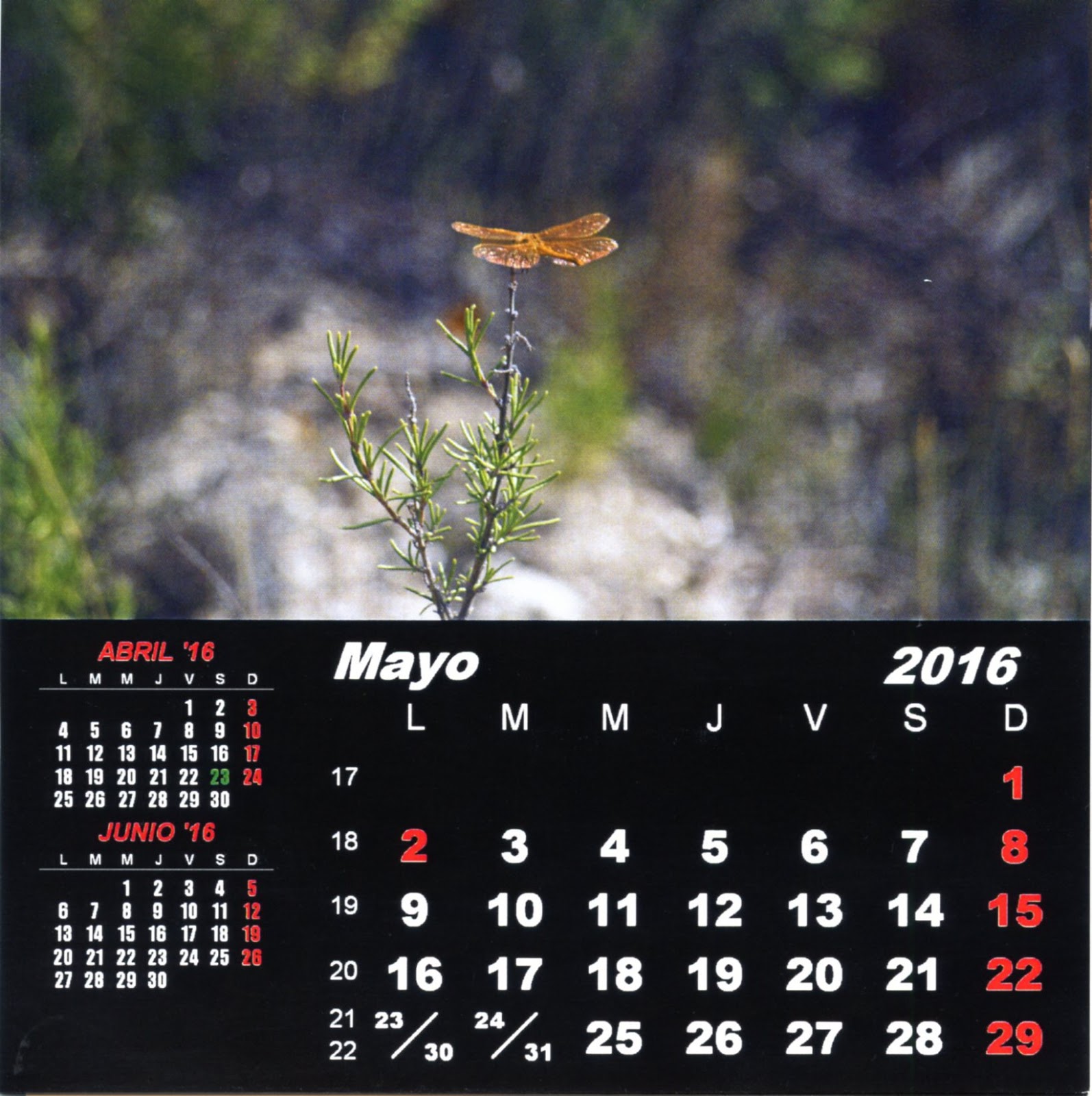 Mayo, mayea florido y hermoso