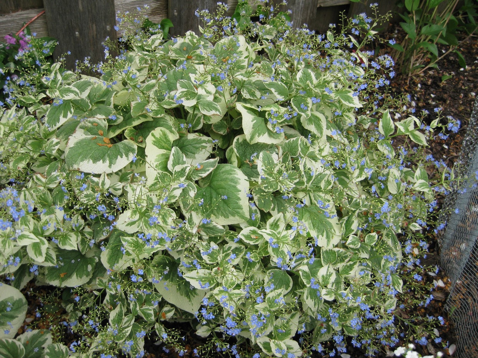 Rotary Botanical Gardens - Hort Blog: Brunneras for Fun (and Function)!