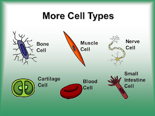 Black Zero: The Ugly Cell