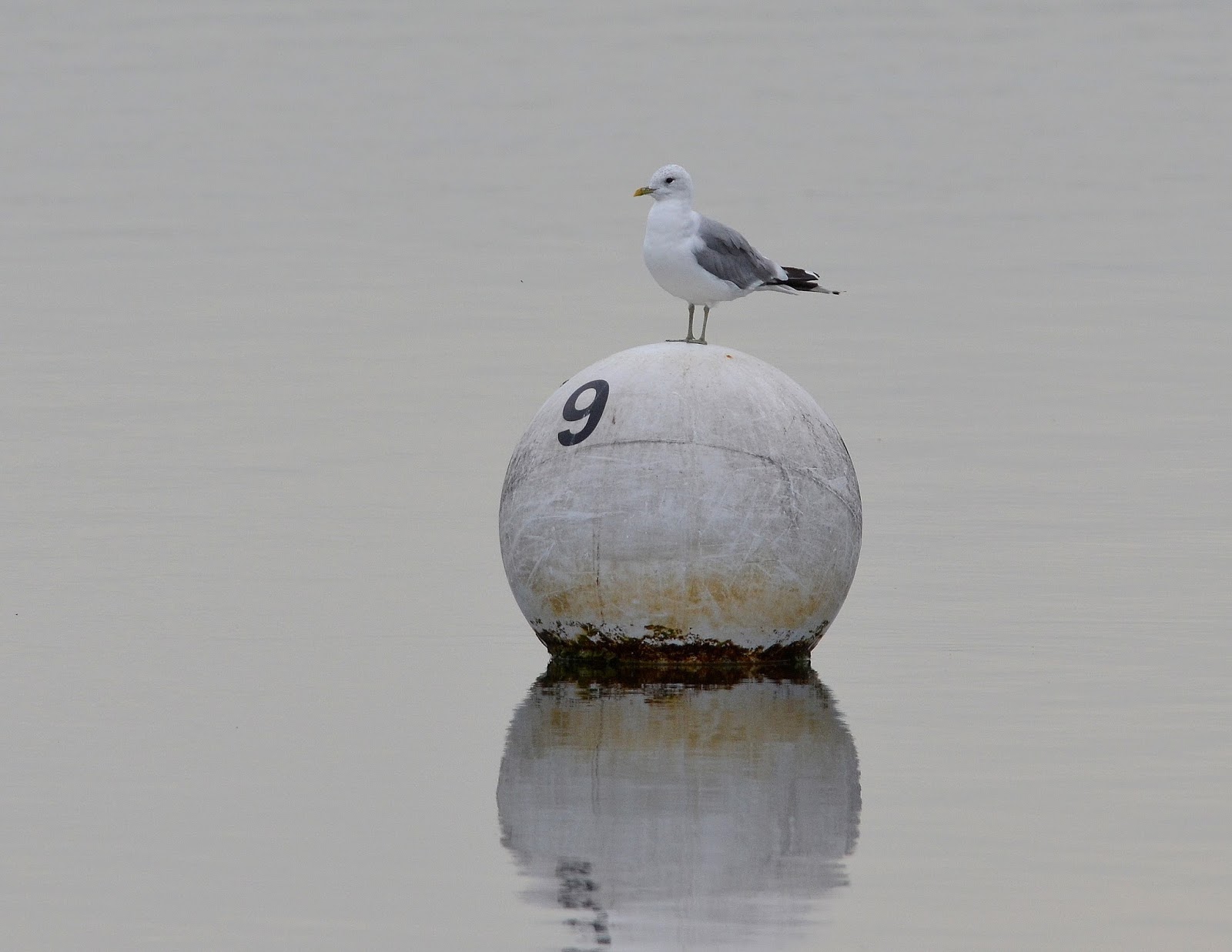 The Early Birder: Gulling by Numbers
