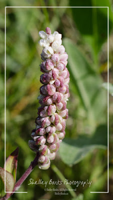 Prairie Wildflowers: Senecaroot: Pink-purple grassland and forest ...