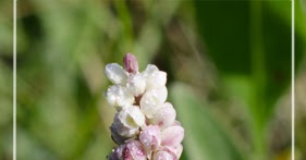 Prairie Wildflowers: Senecaroot: Pink-purple grassland and forest ...