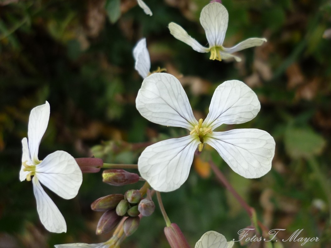 Flores y plantas silvestres: " Eruca vesicaria ". Eruca, Jaramago ...