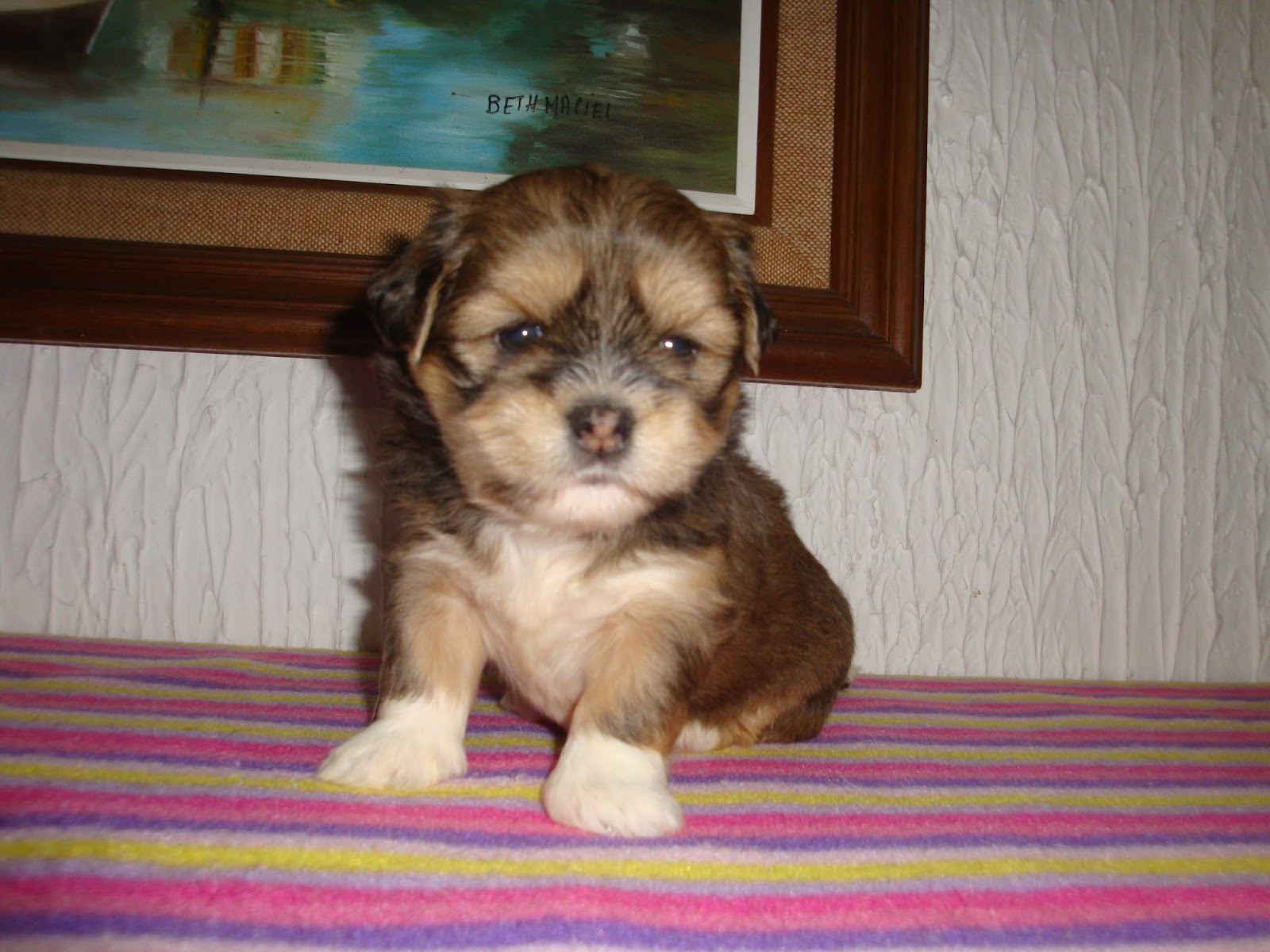 CANIL D´PAULLAS: Filhotes de Pug, Lhasa Apso e West Terrier - Vendidos