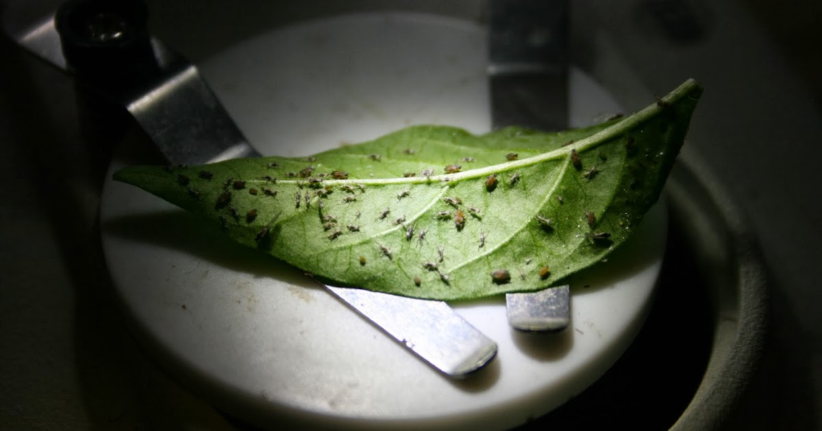 Balkan Ecology Project : Aphid Attack