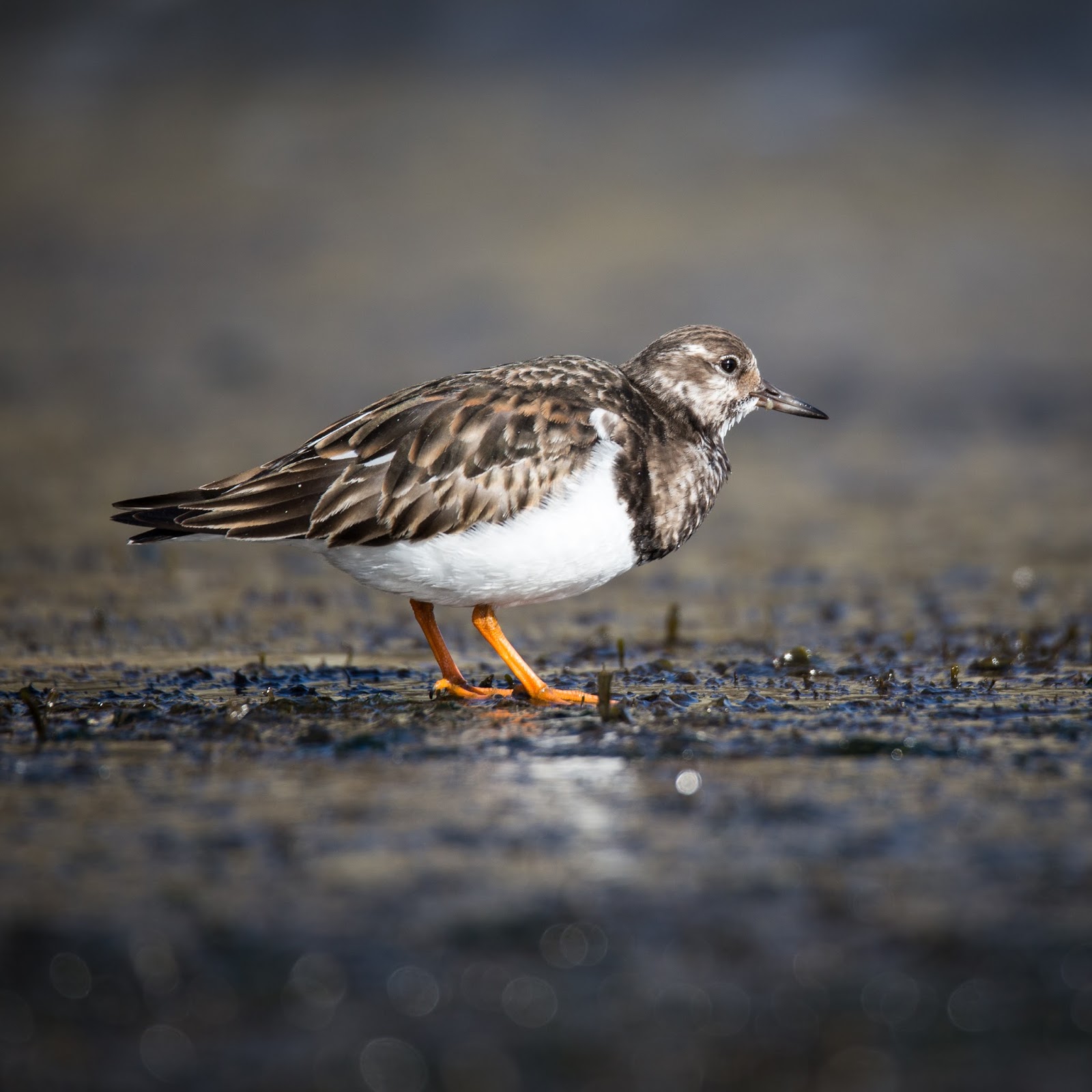 TrogTrogBlog: Bird of the week - Turnstone