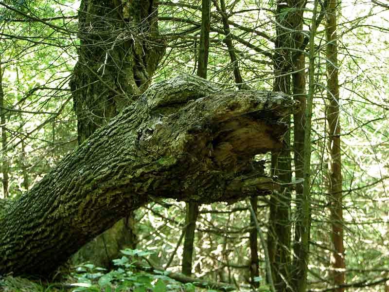 Best Optical Illusions: Illusions In Nature