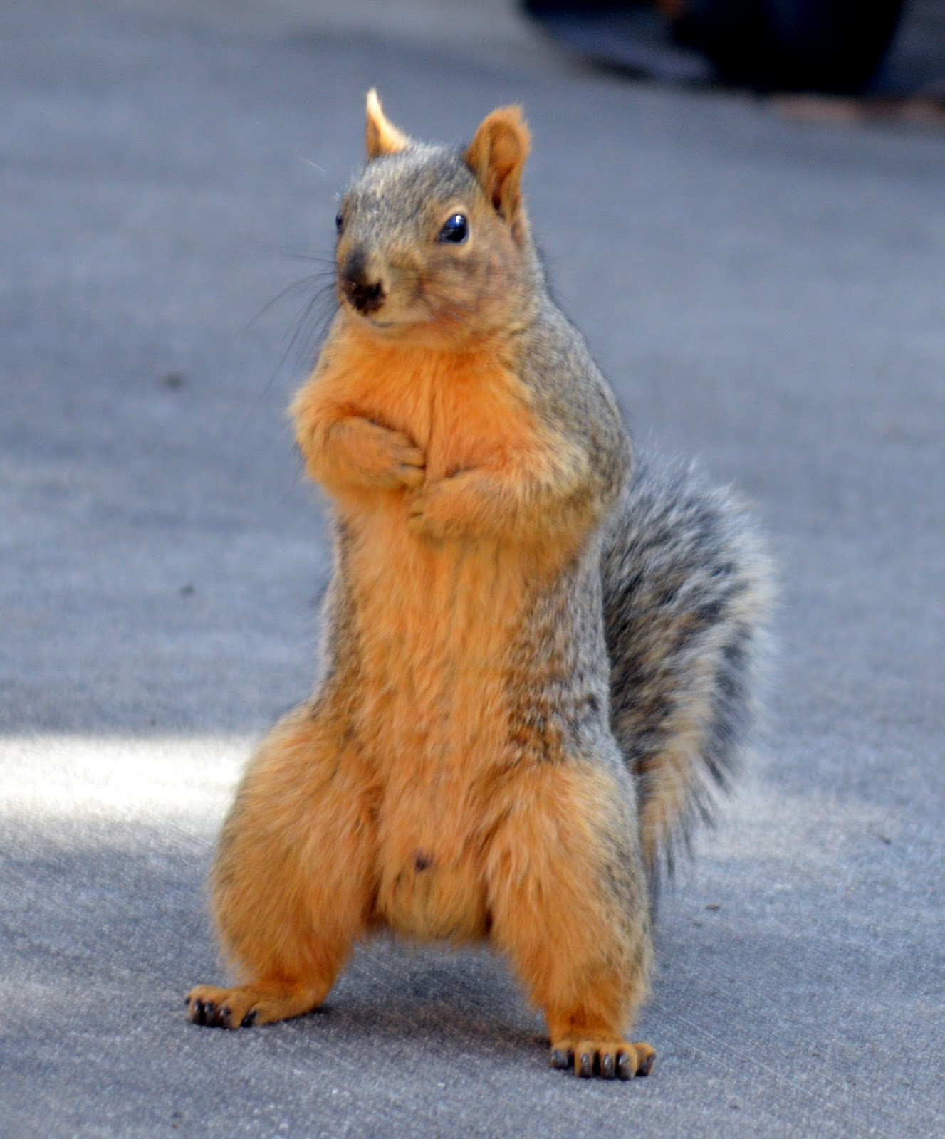 Hiking Colorado: Getting Squirrely